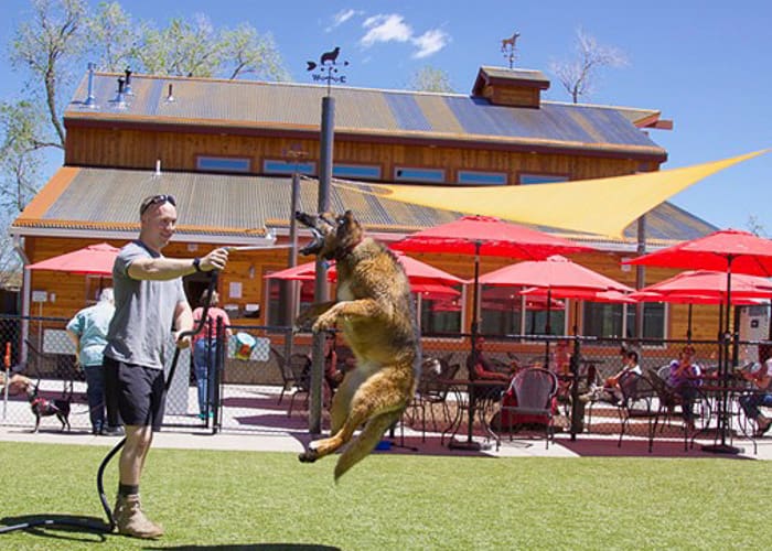 Pub Dog - Manitou Springs